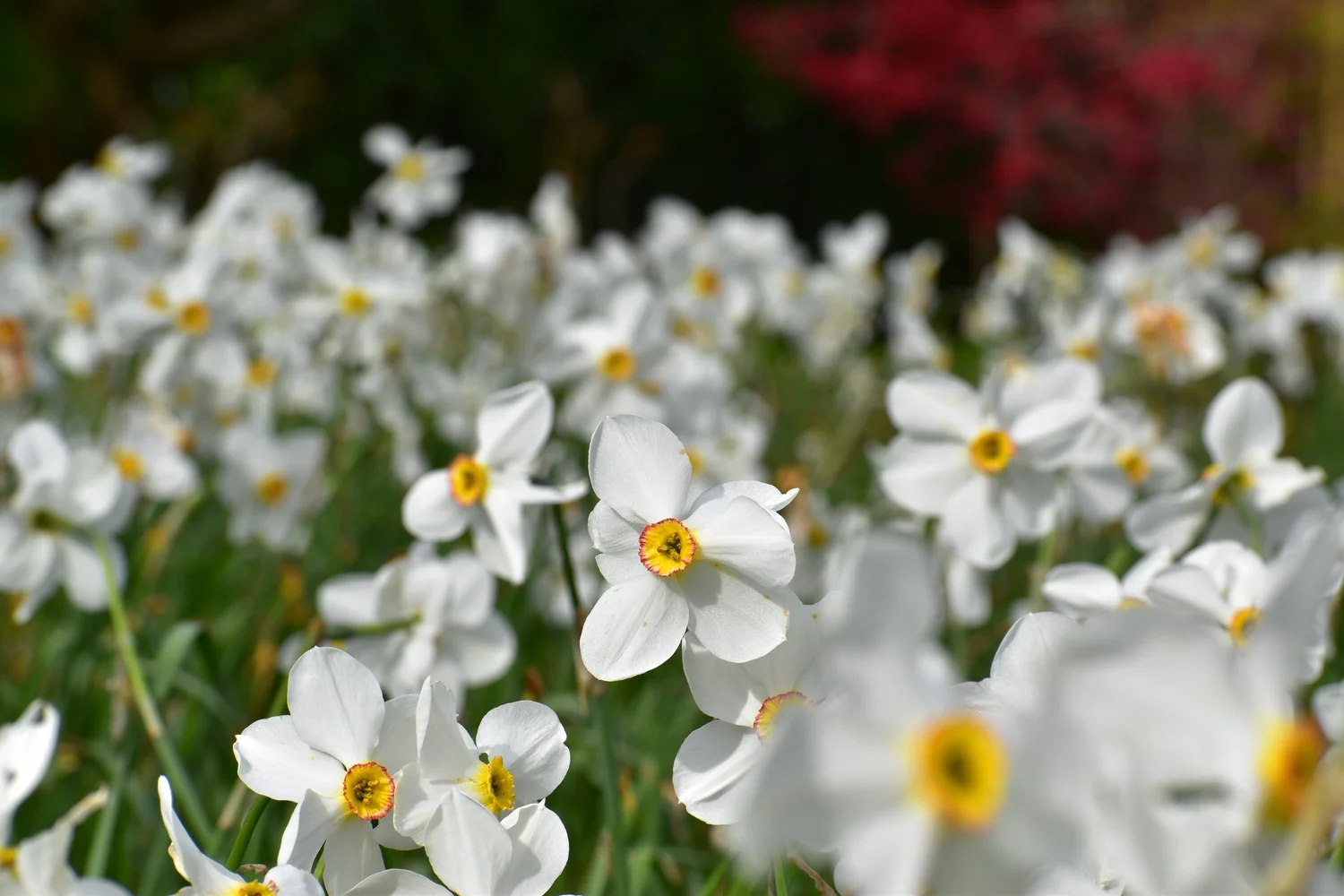 Hodnet Hall Gardens