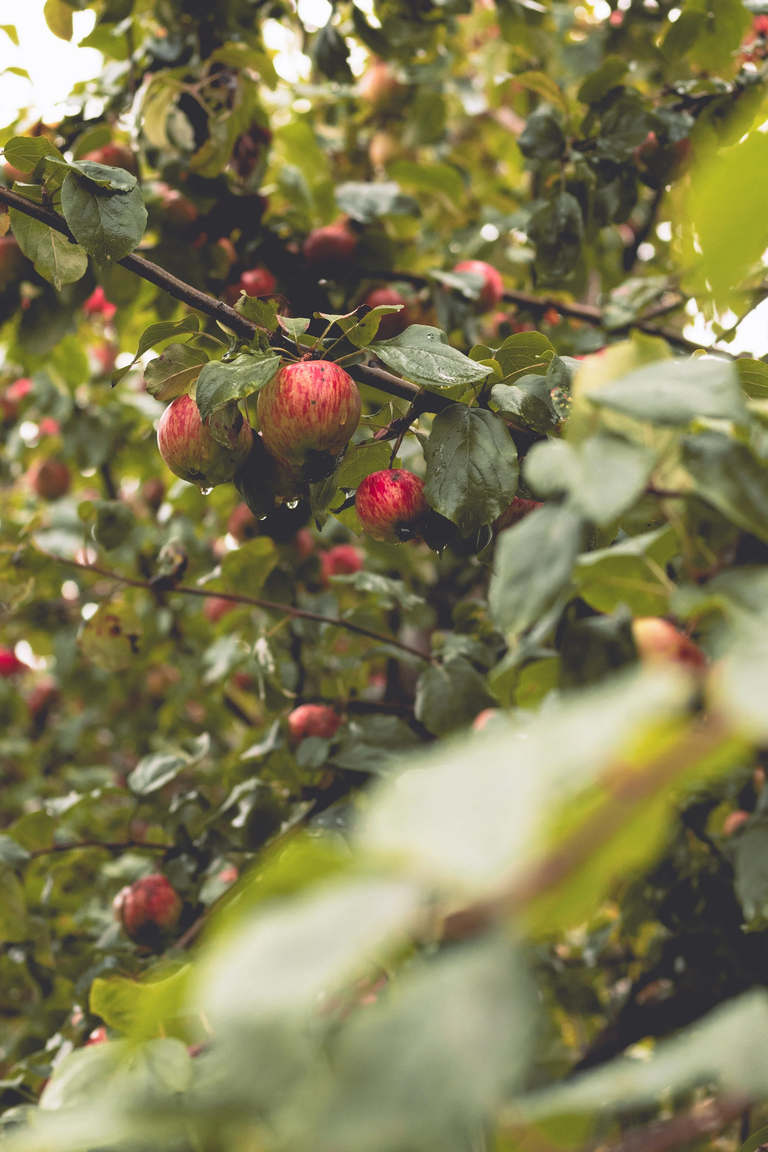 Cider House — CIDERHUSET