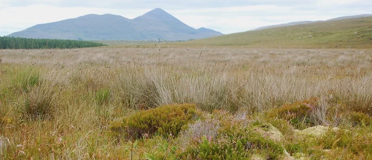 Wetlands Bogs — Wetland Surveys