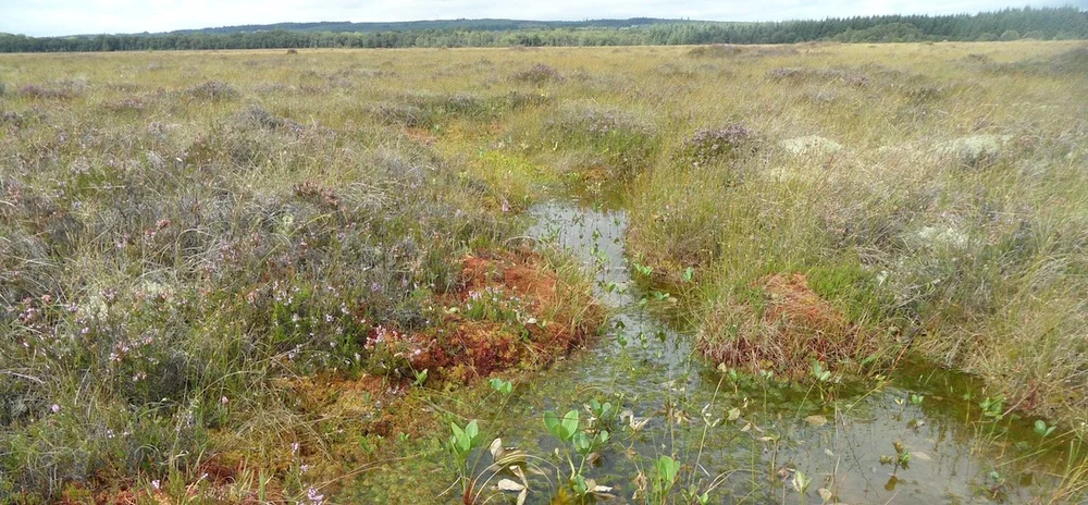 Wetlands Bogs — Wetland Surveys