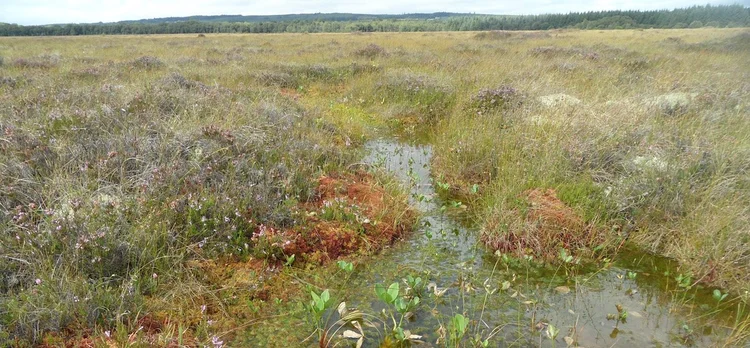 Wetlands Bogs — Wetland Surveys