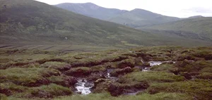 Wetlands Bogs — Wetland Surveys
