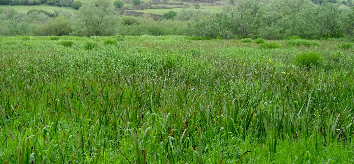 Wetlands Marshes — Wetland Surveys