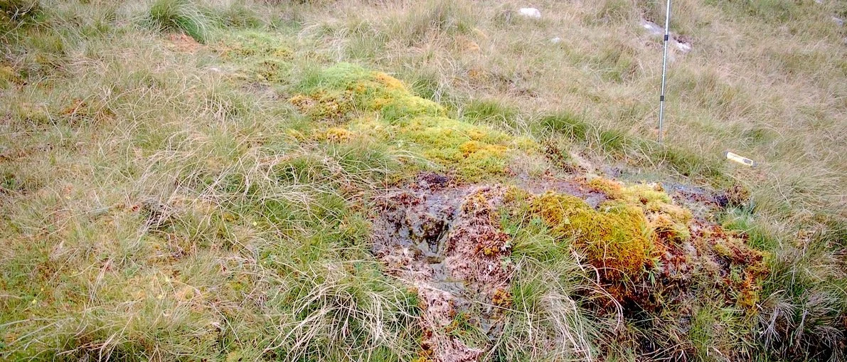 Wetlands Fens — Wetland Surveys