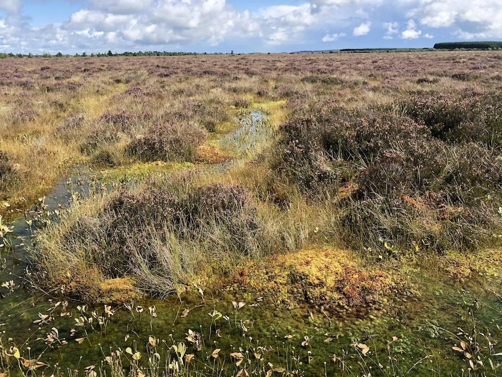 NPWS Projects — Wetland Surveys
