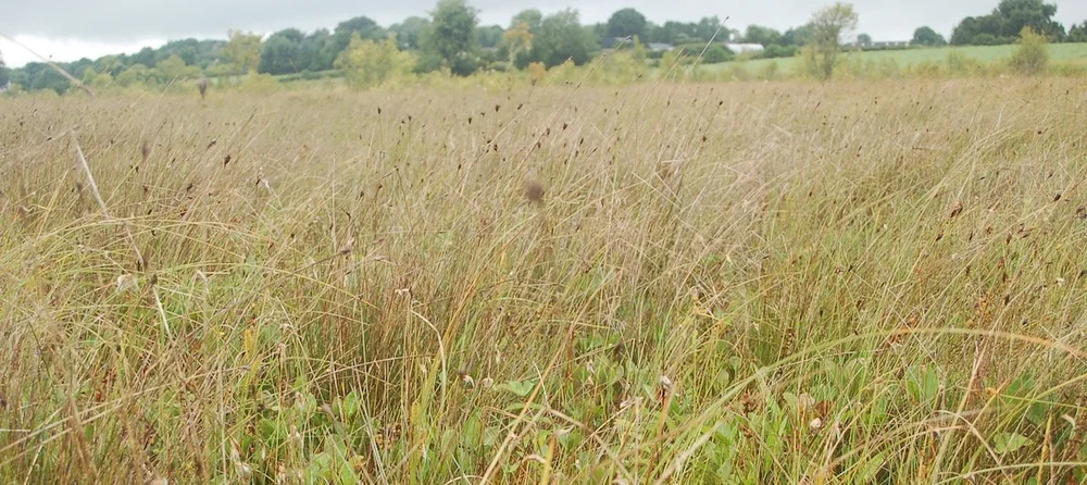 Wetlands Fens — Wetland Surveys