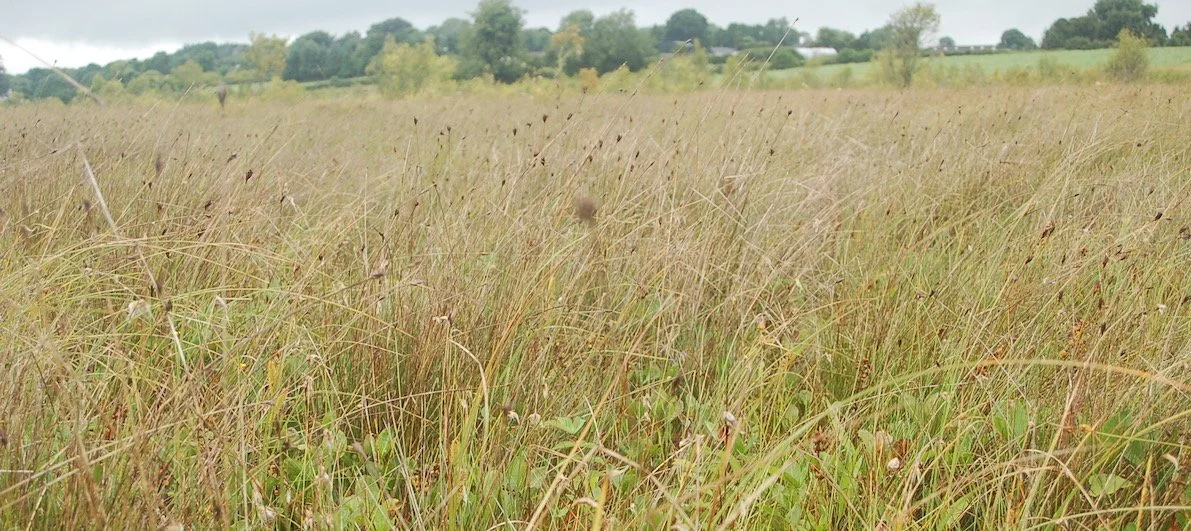Wetlands Fens — Wetland Surveys