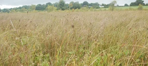 Wetlands Fens — Wetland Surveys