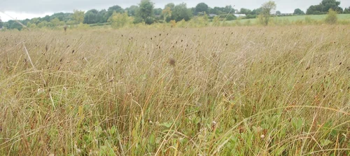 Wetlands Fens — Wetland Surveys
