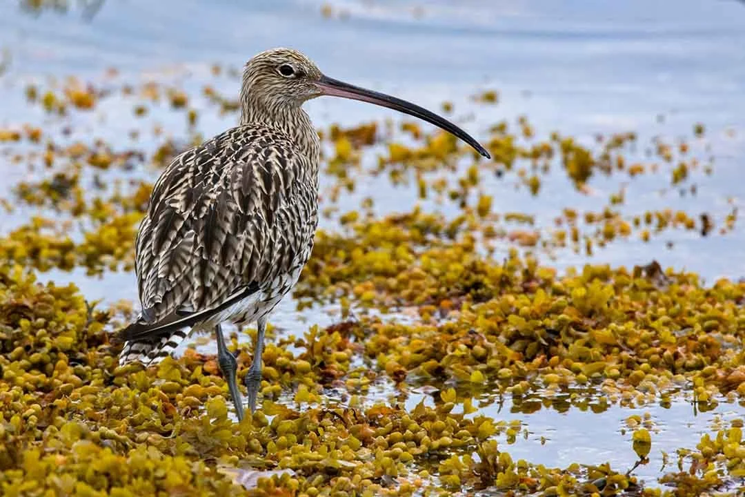 Protecting Ireland’s Wetlands and Wildlife: Why World Curlew Day ...