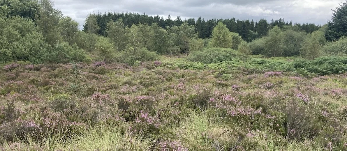 Wetlands Bogs — Wetland Surveys