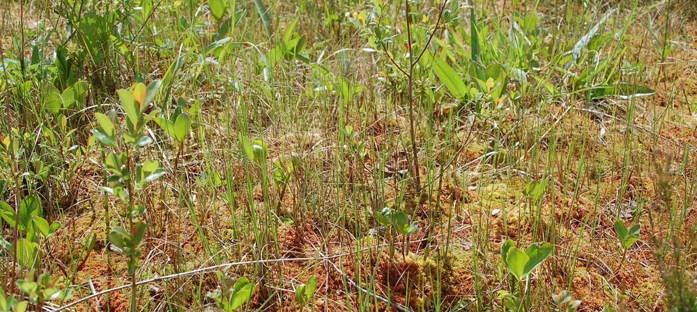 Wetlands Fens — Wetland Surveys