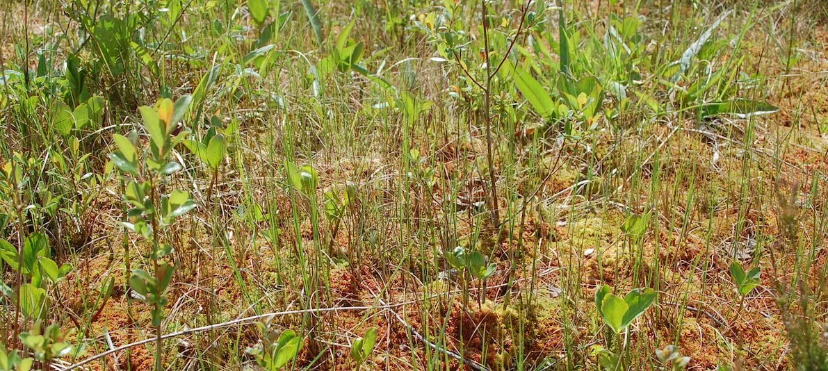 Wetlands Fens — Wetland Surveys