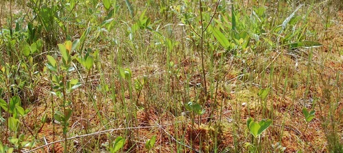 Wetlands Fens — Wetland Surveys