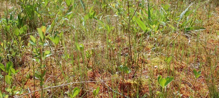 Wetlands Fens — Wetland Surveys