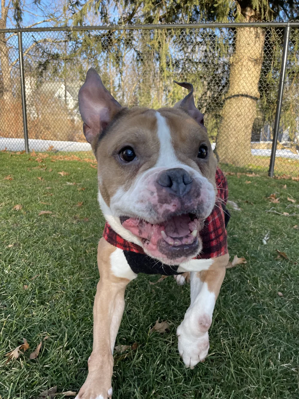 Available Dogs — Red Leash Rescue
