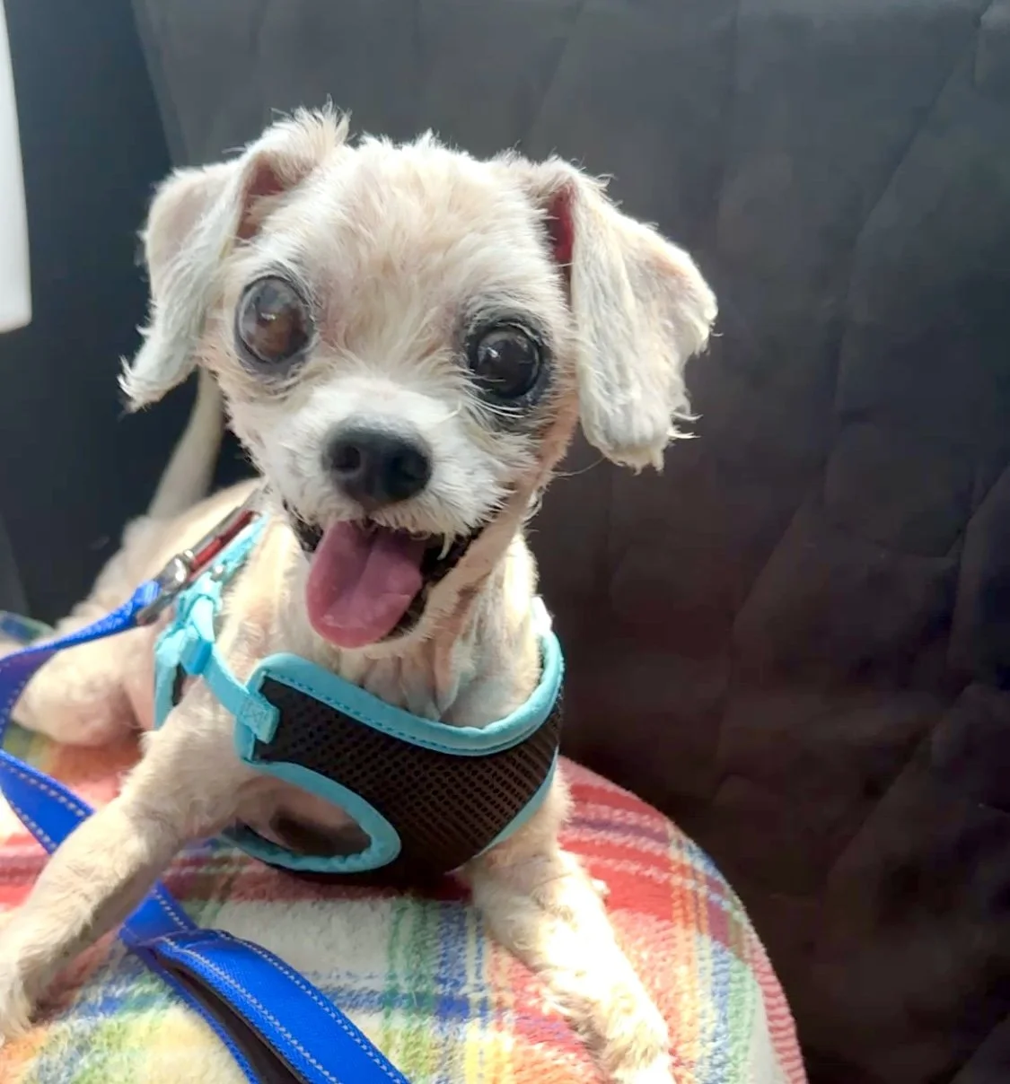 Red Leash Rescue