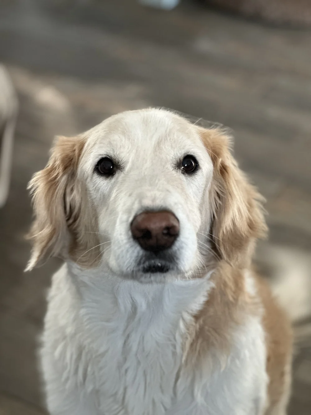 Available Dogs — Red Leash Rescue