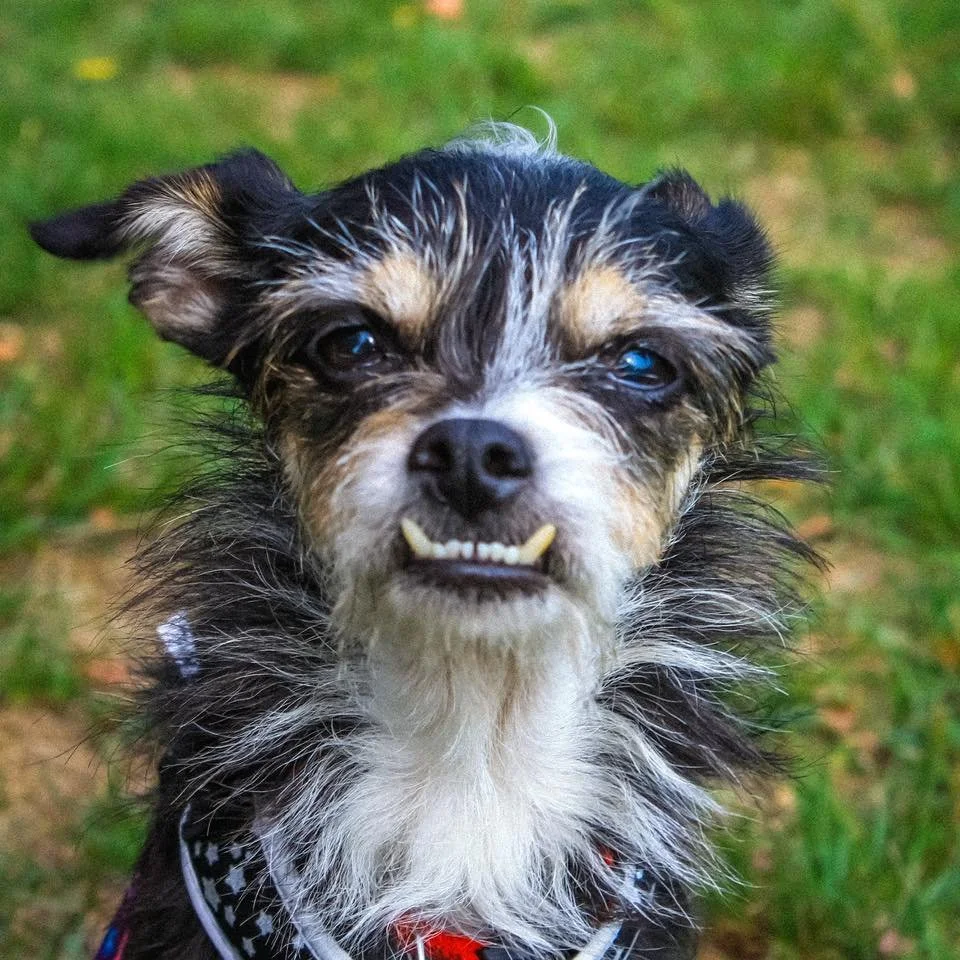 Red Leash Rescue