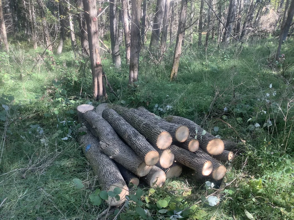 Forest Stand Improvement — Ridge and Valley Forest Management