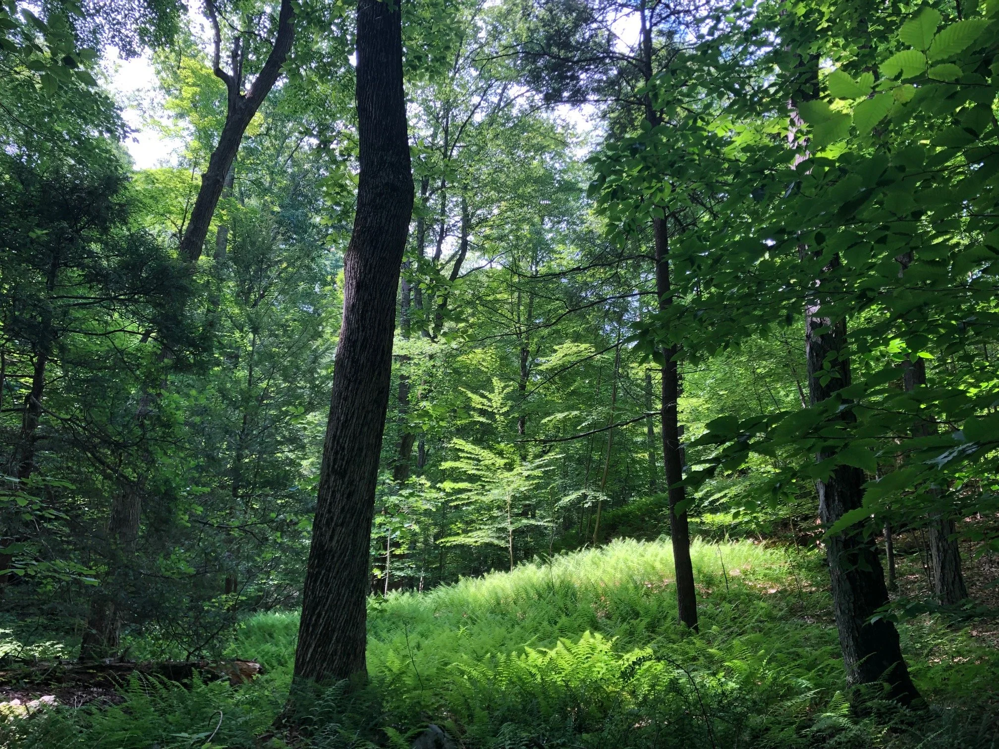 About — Ridge and Valley Forest Management