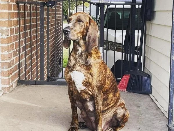 Dusty Tails Animal Rescue