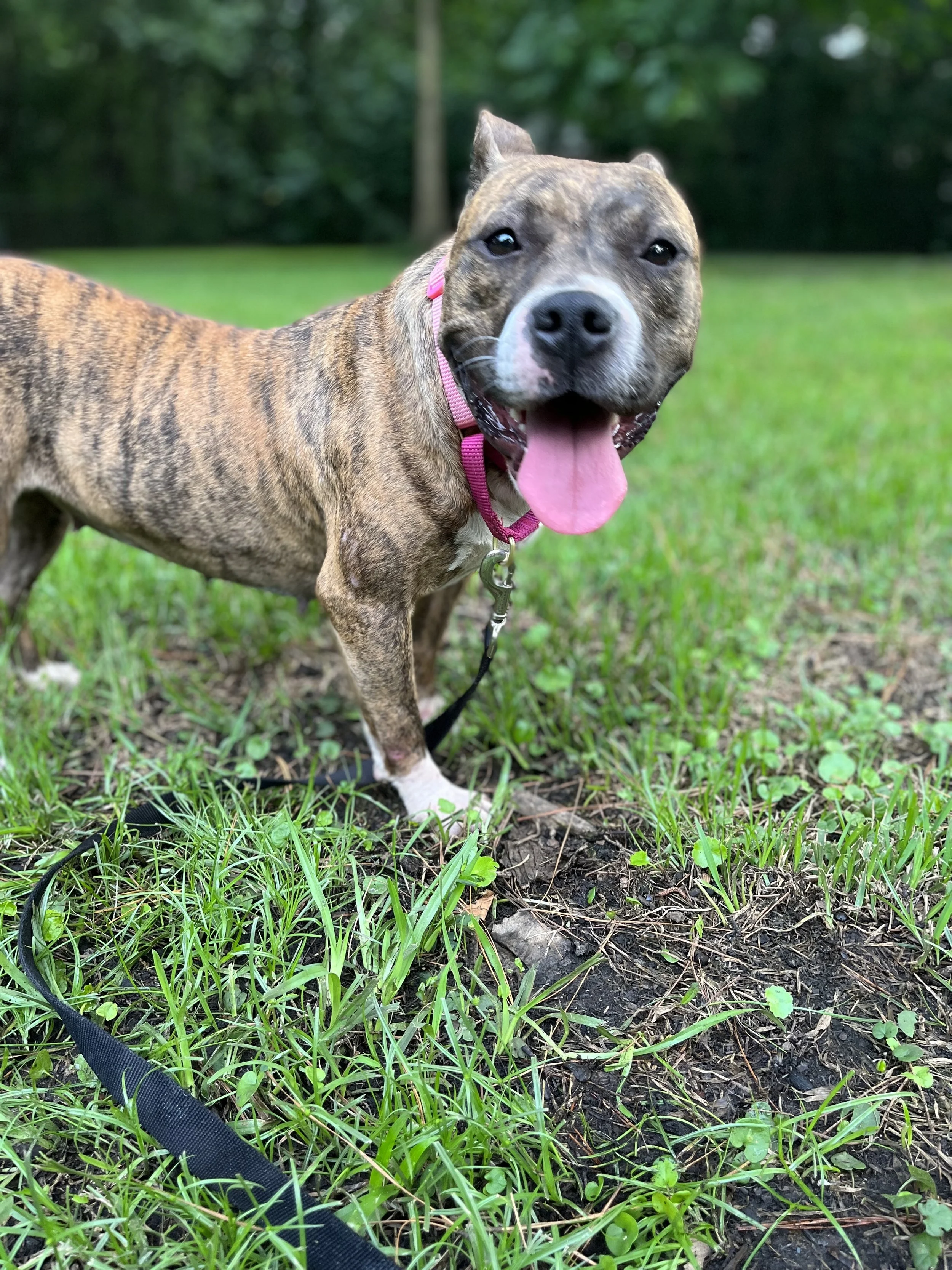 Dusty Tails Animal Rescue