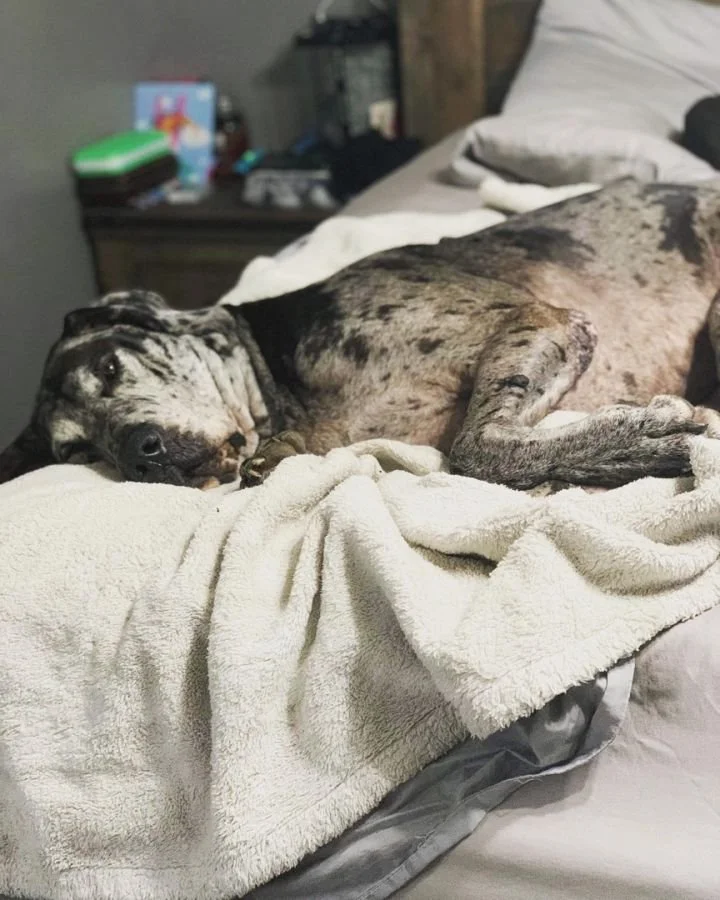 Dusty Tails Animal Rescue