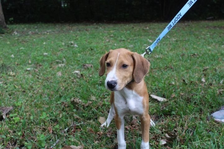 Dusty Tails Animal Rescue