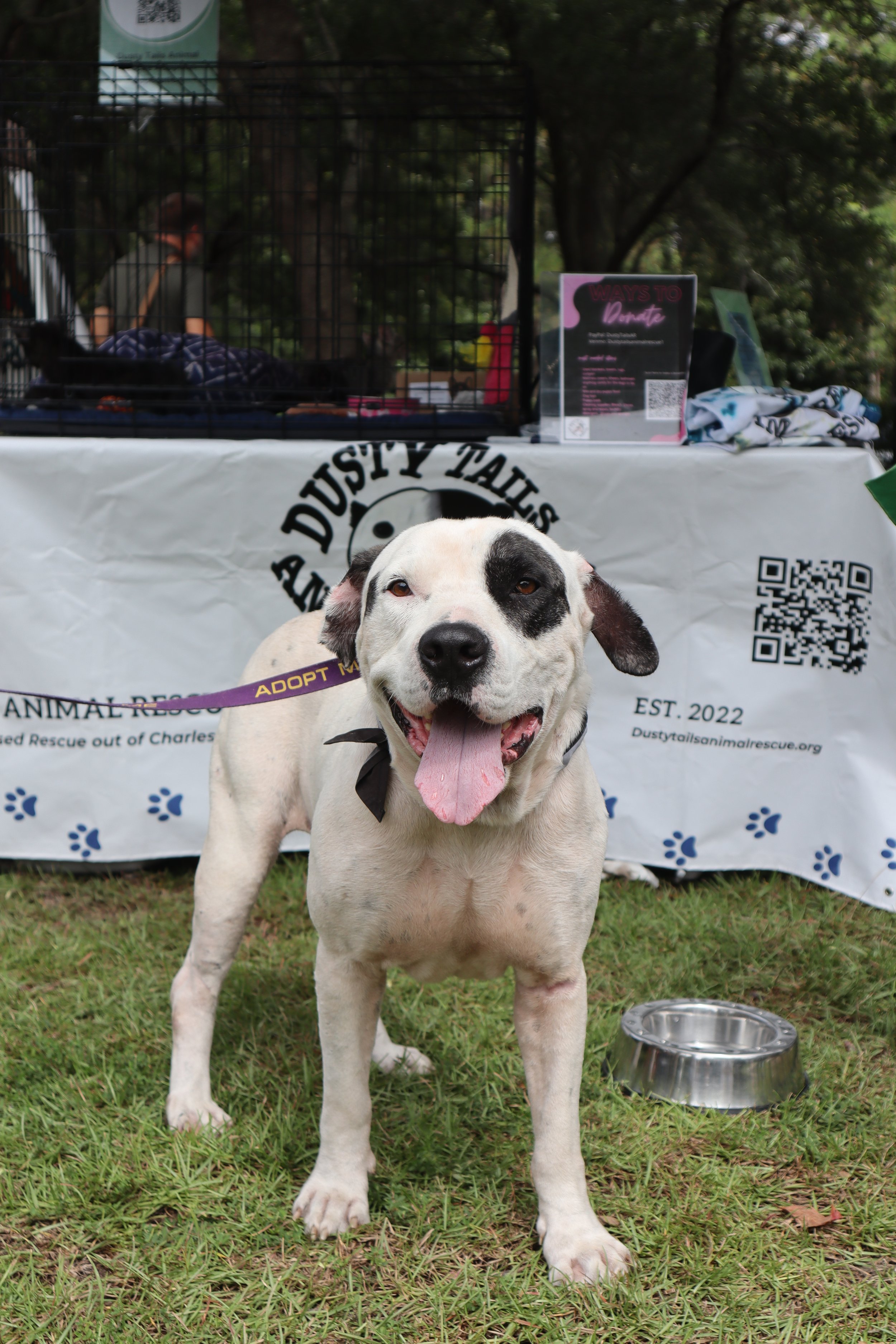 General 2 — Dusty Tails Animal Rescue