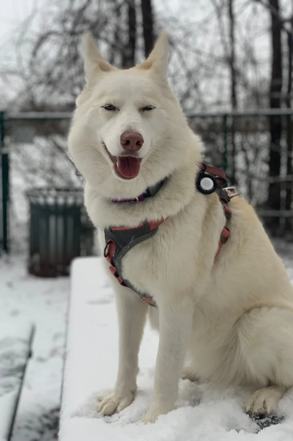 Our Mission — Dusty Tails Animal Rescue