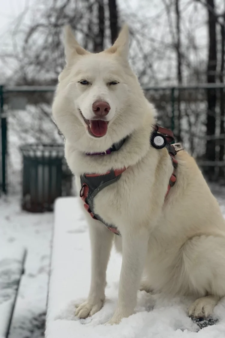 Our Mission — Dusty Tails Animal Rescue