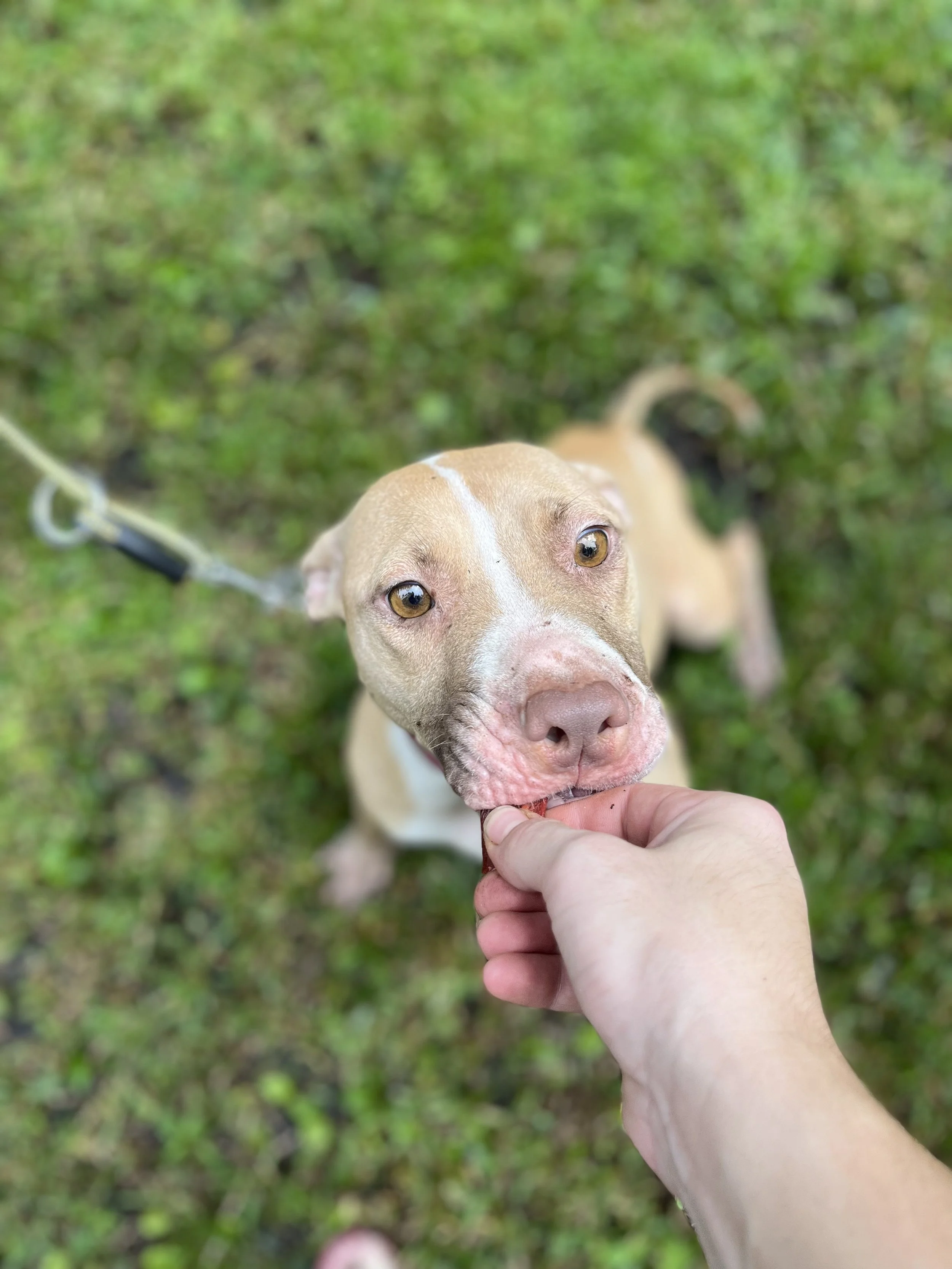 Dusty Tails Animal Rescue