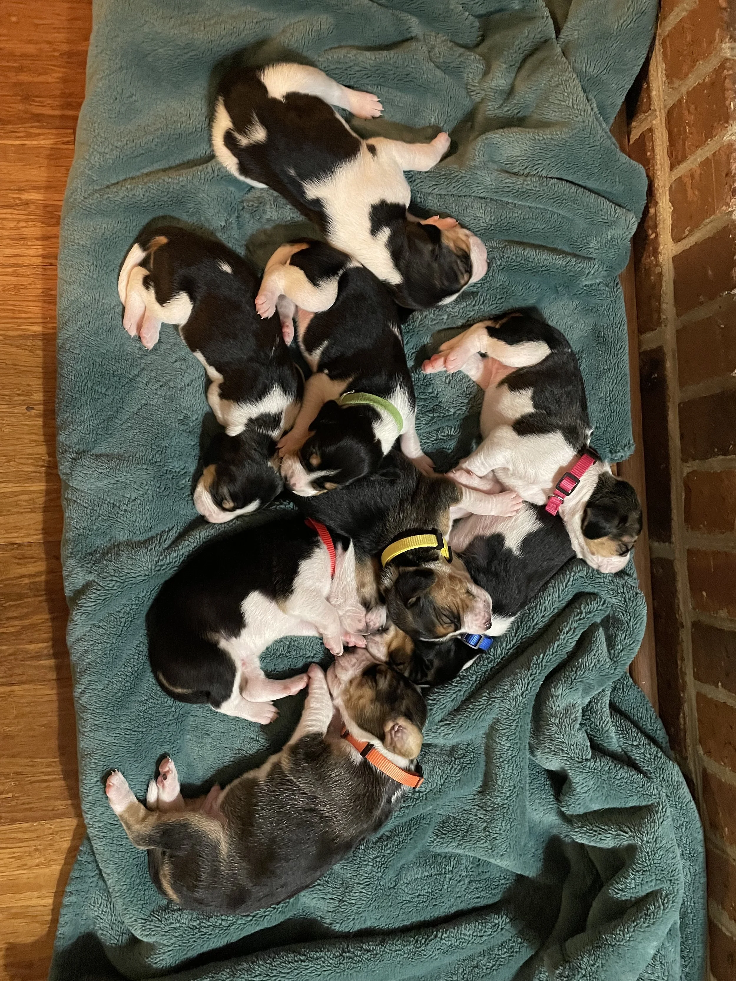 Dusty Tails Animal Rescue