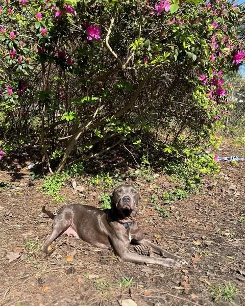 Dusty Tails Animal Rescue