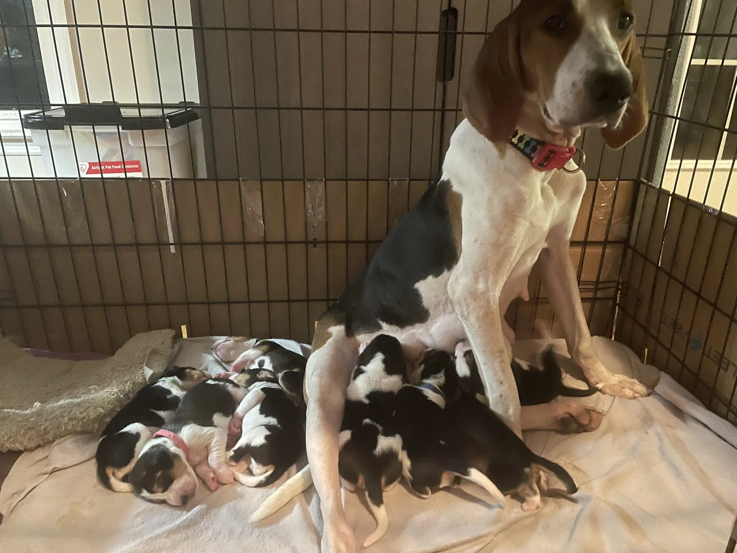 Dusty Tails Animal Rescue