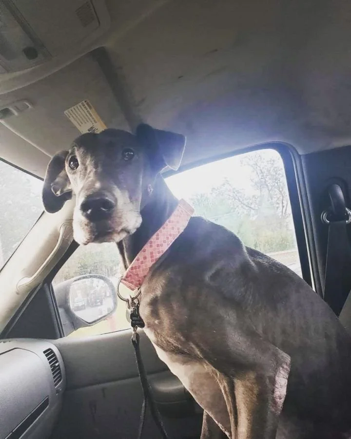 Dusty Tails Animal Rescue