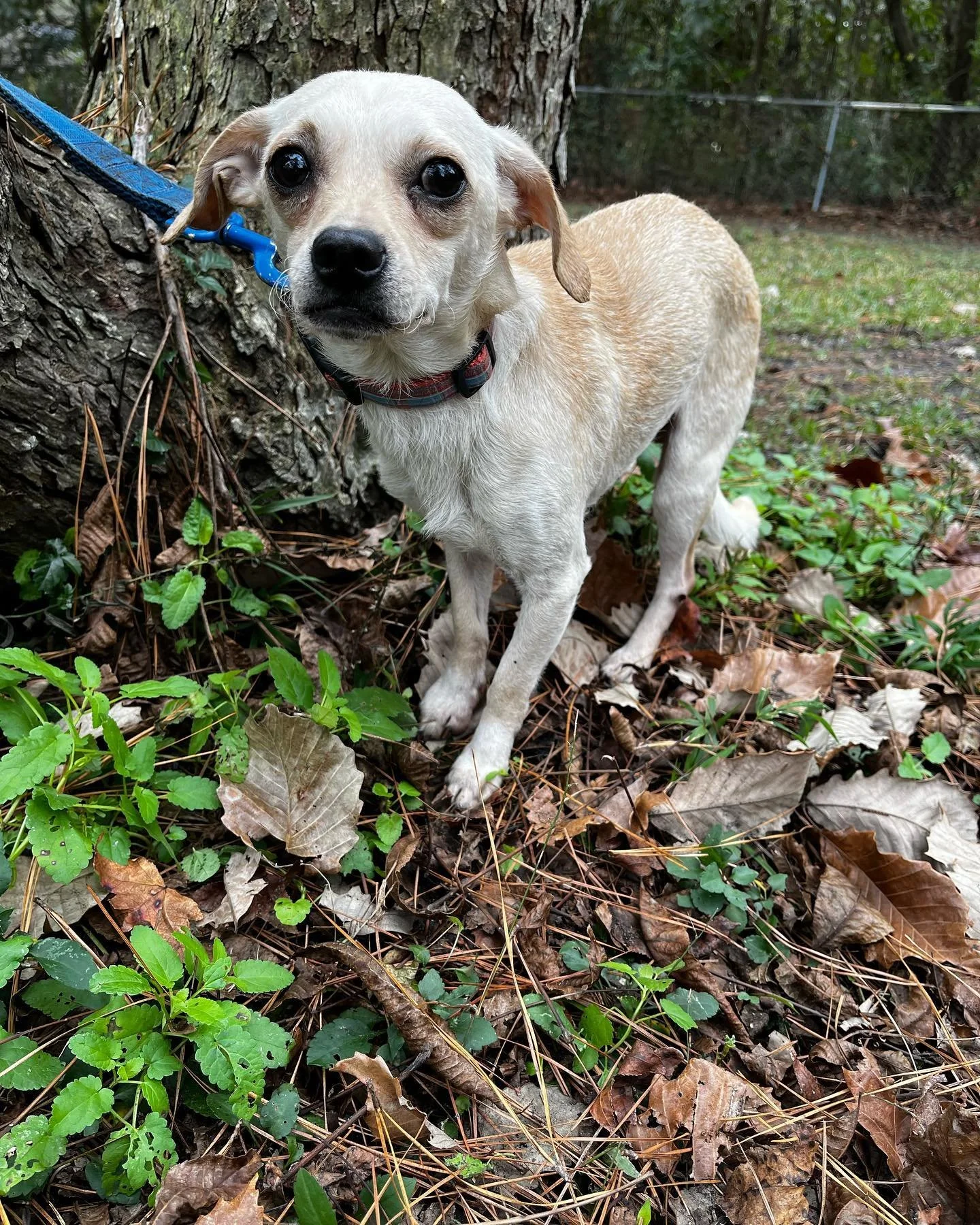 Dusty Tails Animal Rescue