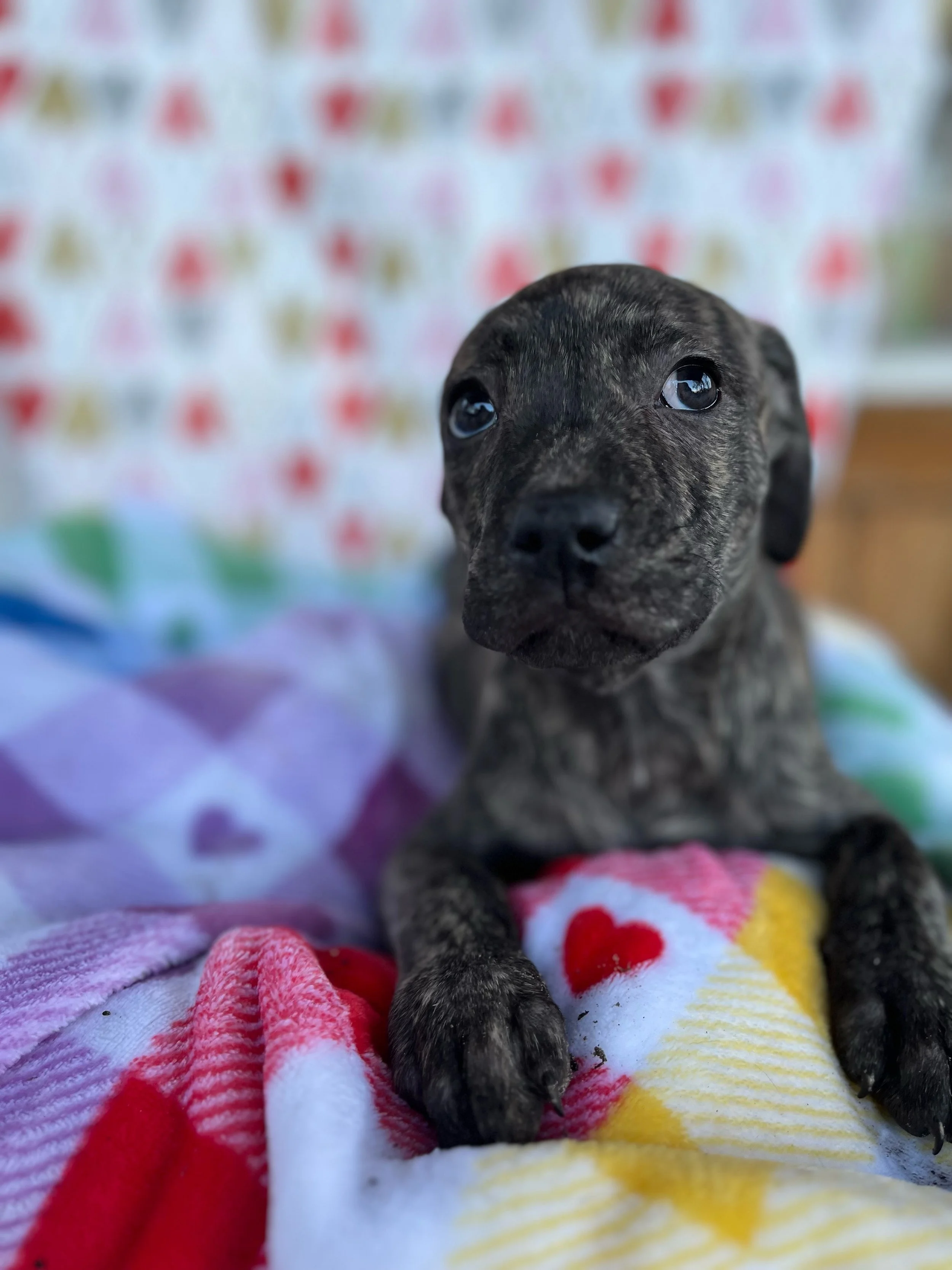 Dusty Tails Animal Rescue