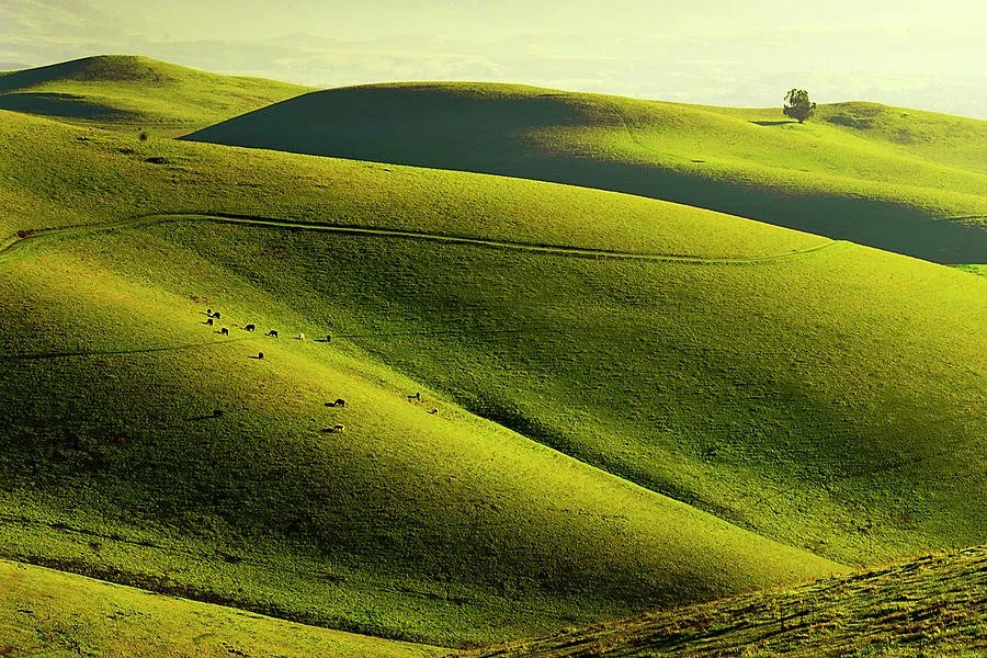 Tri-Valley, CA — APAPA