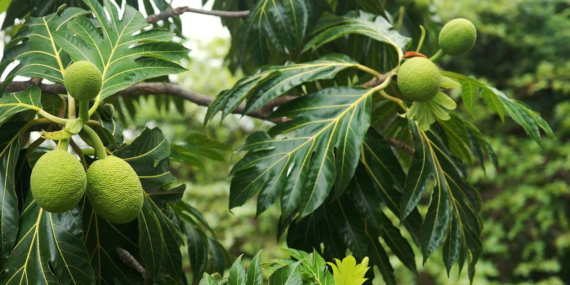About — Hālau Kaulakahi