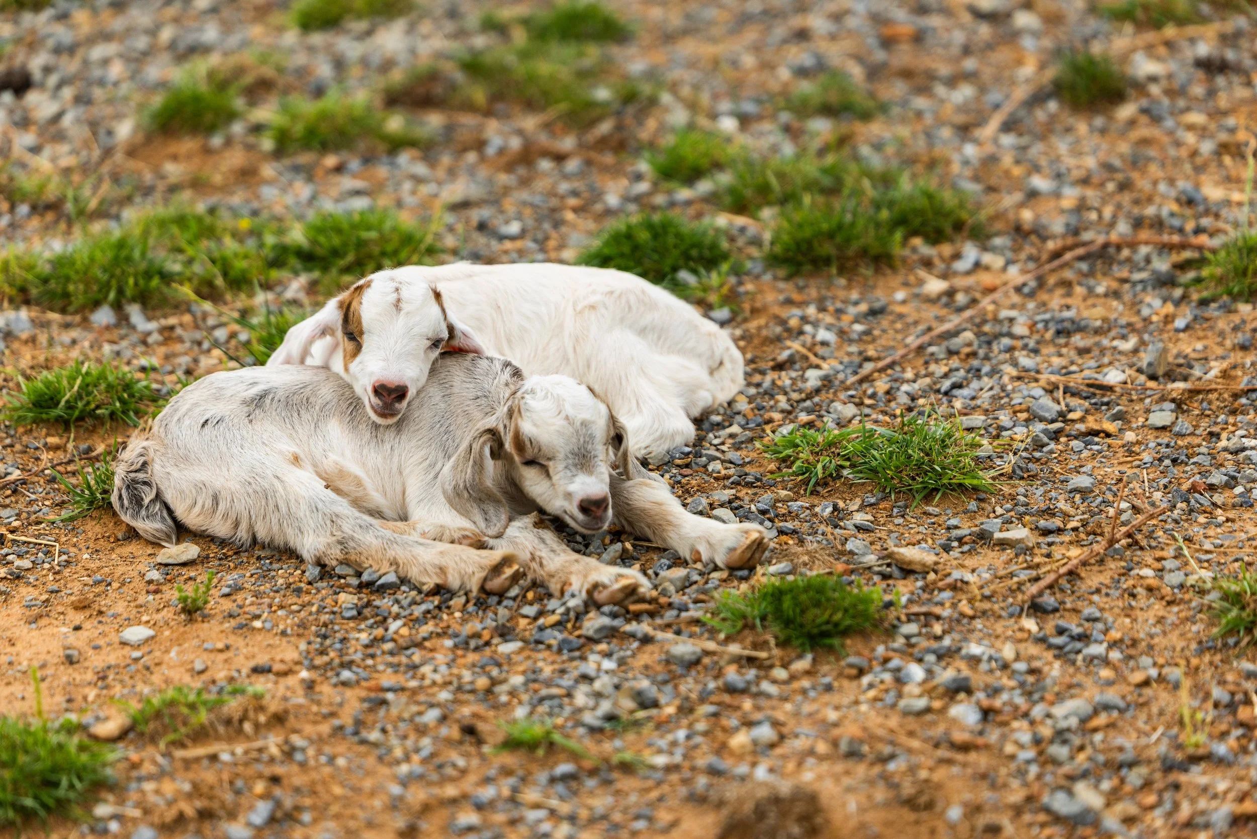 Ultimate Ballyhack Golf Trip Guide — Dormie Network