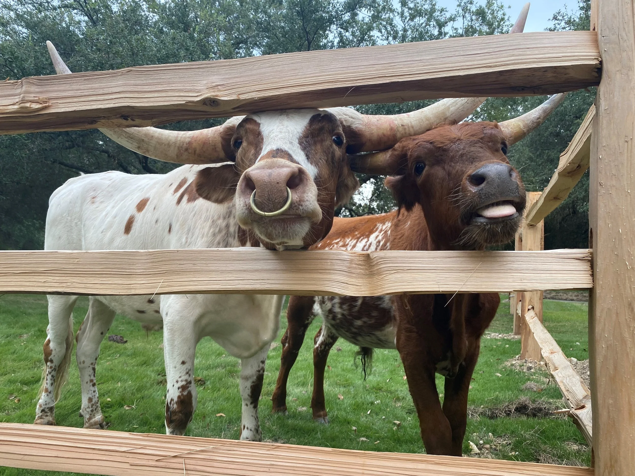 Briggs Ranch Golf Club Photo Gallery — Dormie Network