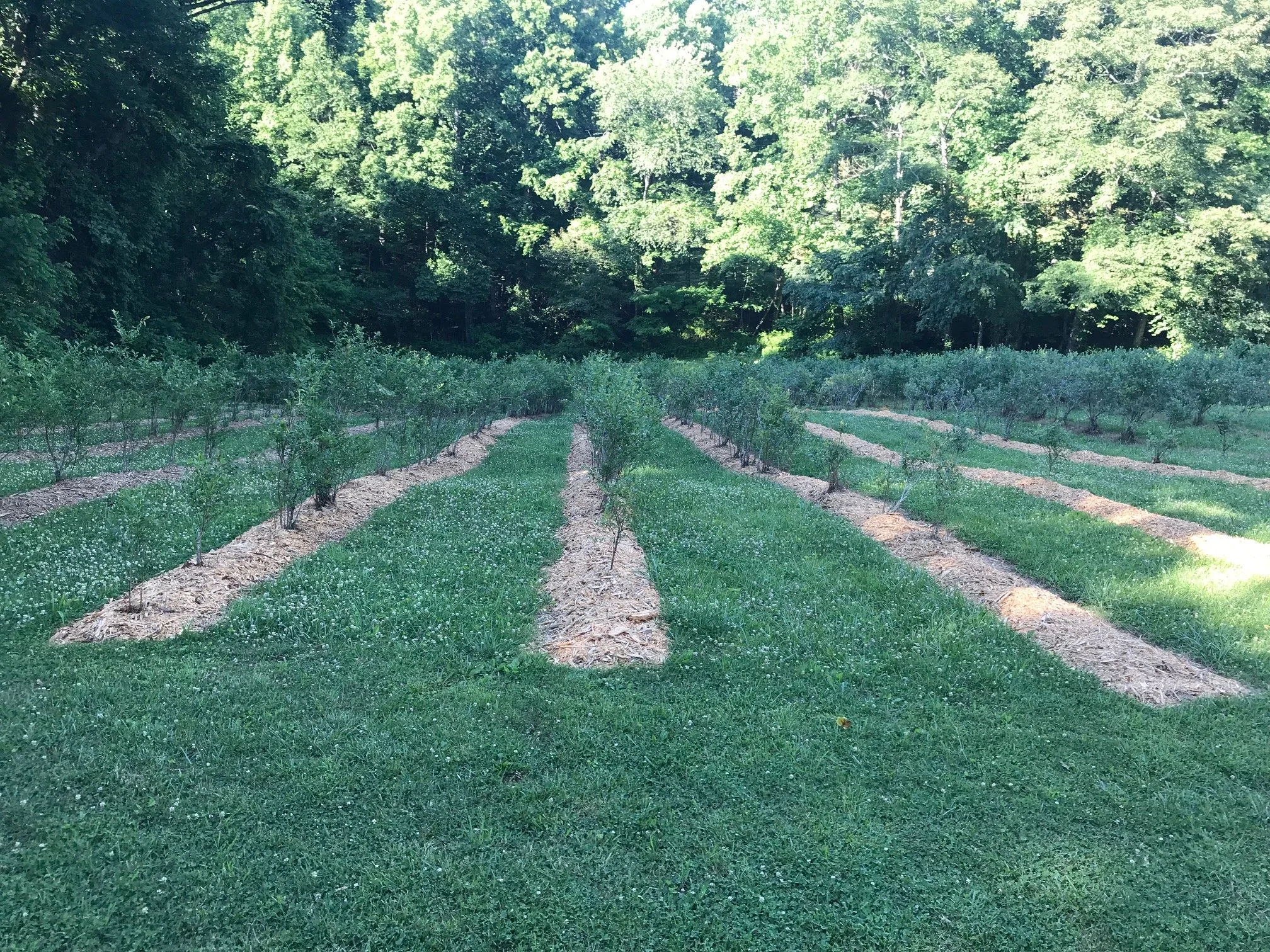 General 3 — Blue Ridge Blueberries