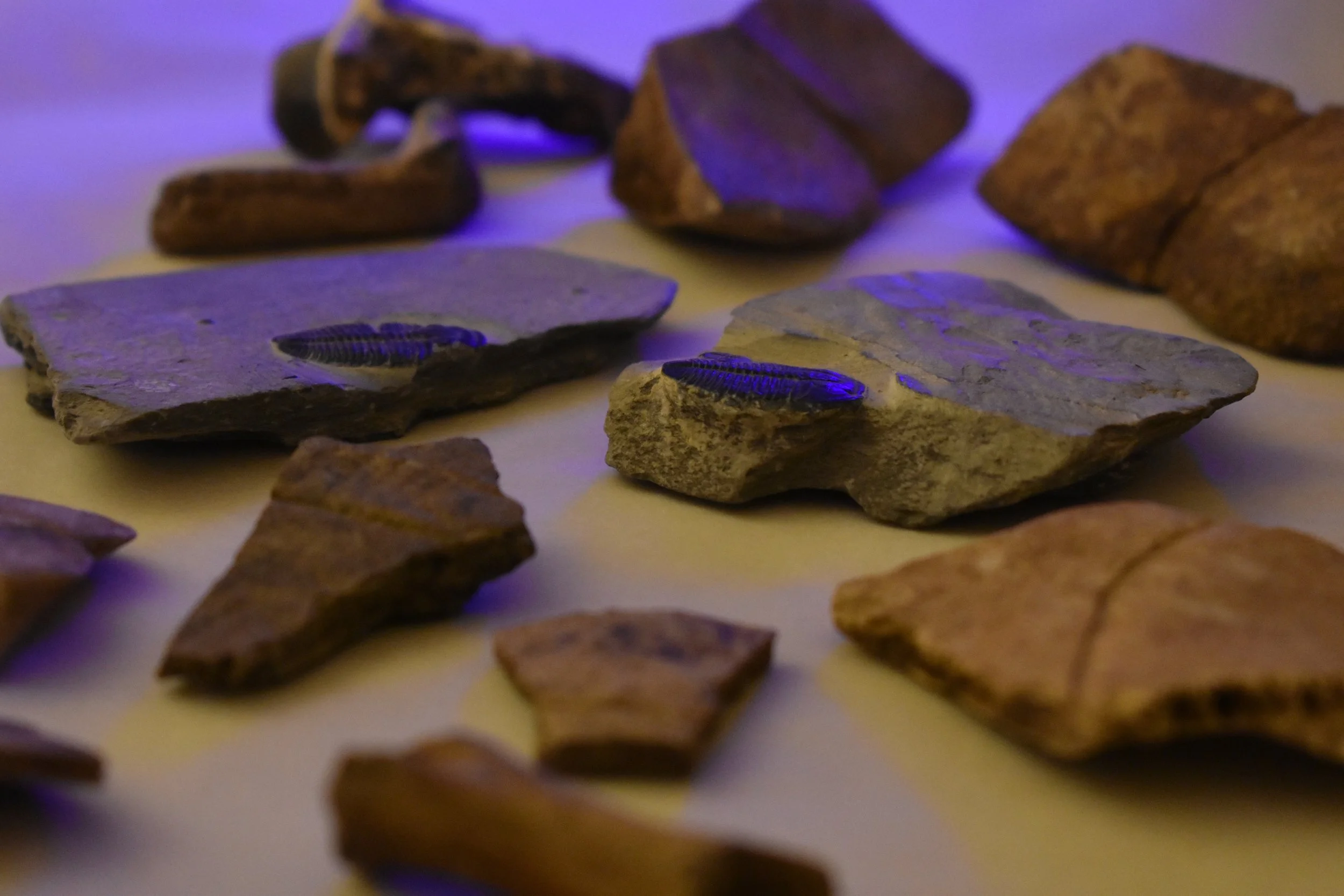 Marine Paleontology — Sic Parvis Magna Archaeological Research Organization