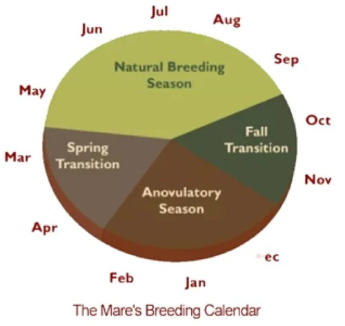 Understanding the Mare's Hormonal Cycle and Embracing Moodiness ...