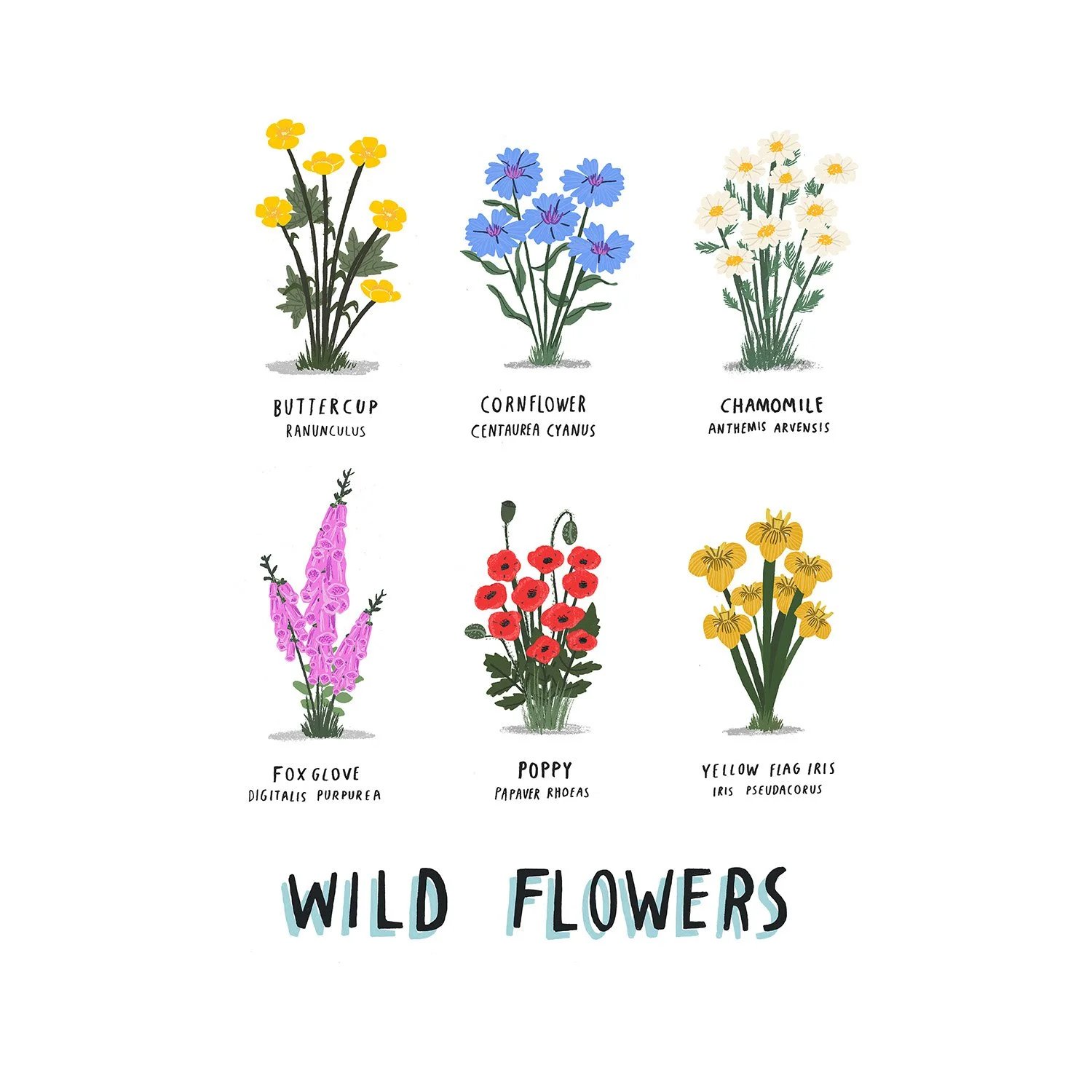 Print shop — Alex Foster, book, website and map illustrator