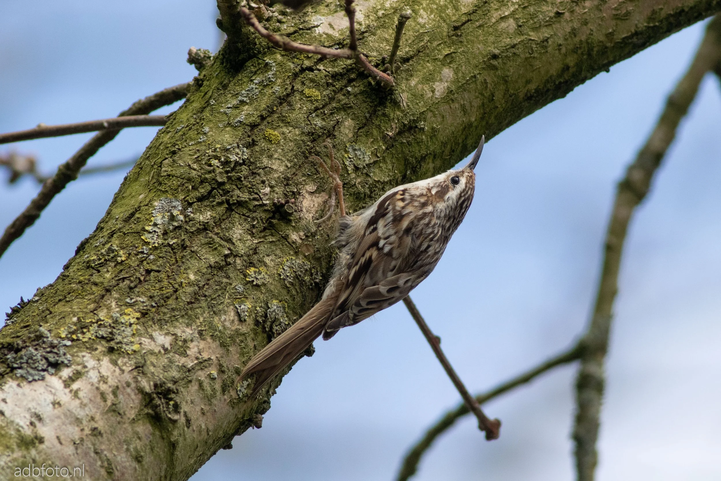 Boomkruipers — Arjen de Boer Fotografie