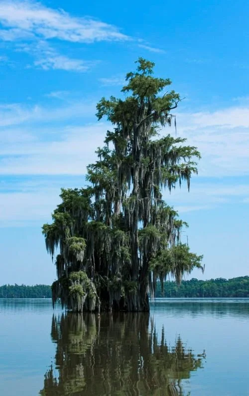 Louisiana Separation Notice Requirements — Onwards HR