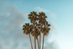 Skyduster Beer • Los Angeles